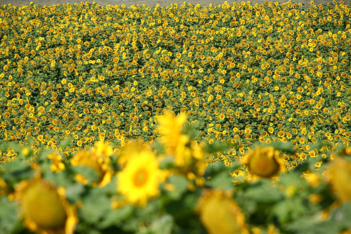 FOTO: Ketika Bunga Matahari Mekar Saat Musim Panas di Jerman - Kwikku