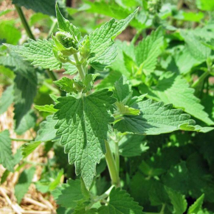 Mengenal Catnip ‘Ganja’ Kucing Bikin Mabuk, Apa Manfaatnya? - Kwikku