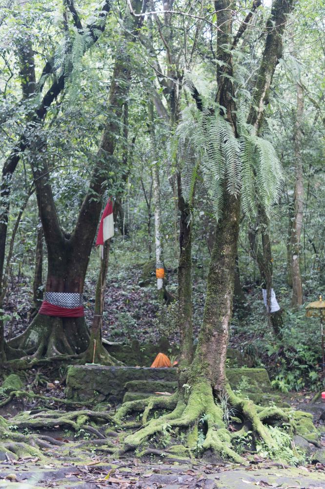 Jalur Putuk Lesung, Cara Terbaik Mendaki Gunung Arjuno Bagi Pemula ...