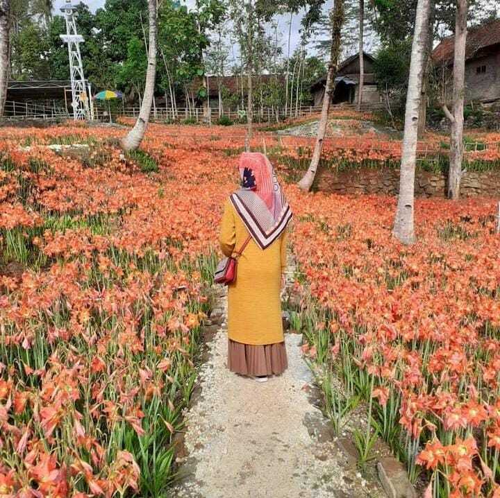Cantiknya Taman Bunga Amarilis di Gunung Kidul bak di Eropa, Pas Jadi ...