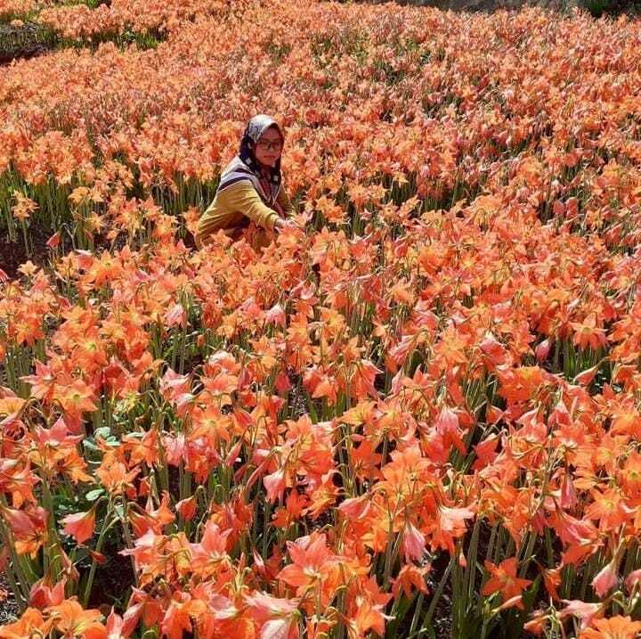 Cantiknya Taman Bunga Amarilis di Gunung Kidul bak di Eropa, Pas Jadi ...