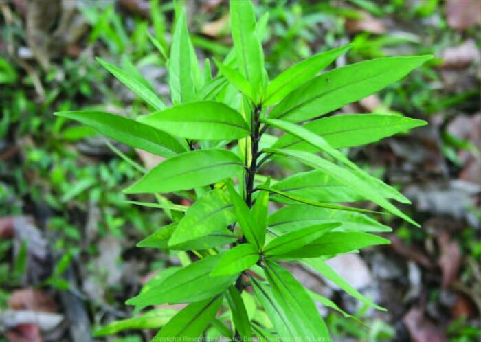 Mengenal Manfaat Daun Gandarusa, Tanaman Pengobatan untuk Gangguan ...