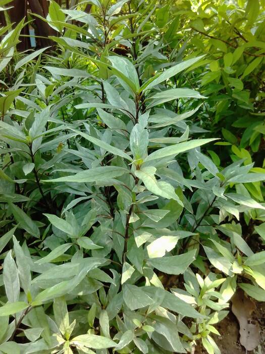 Mengenal Manfaat Daun Gandarusa, Tanaman Pengobatan untuk Gangguan ...