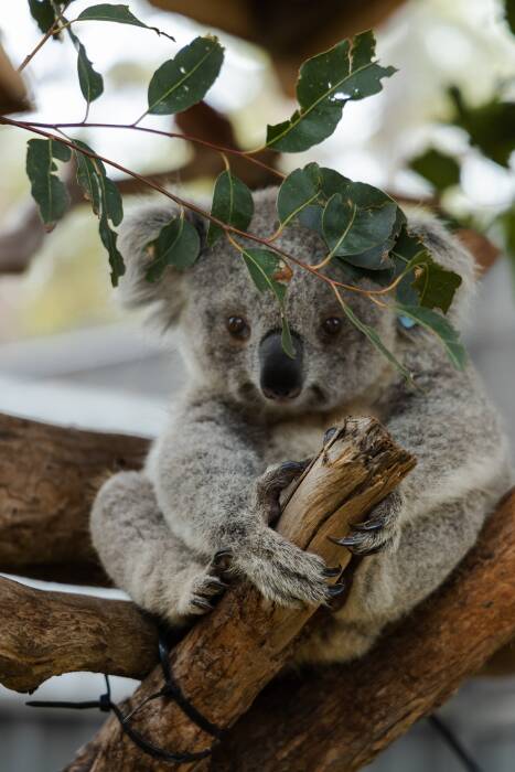 Koala, Hewan Tukang Tidur Terlama dan Pemalas dari Australia - Kwikku
