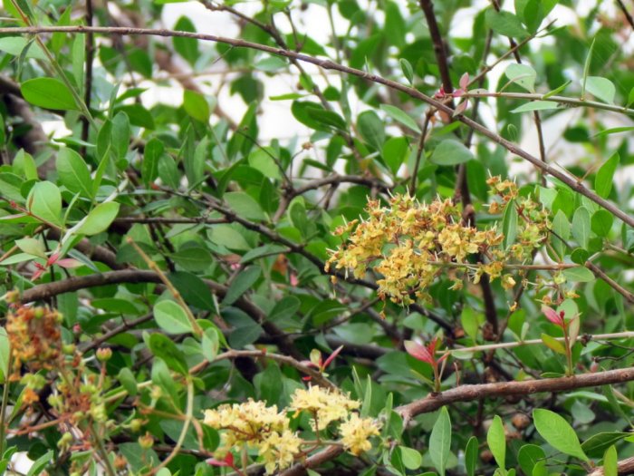 Inai, Tumbuhan Pewarna Alami Kuku dan Rambut yang Kaya Manfaat - Kwikku