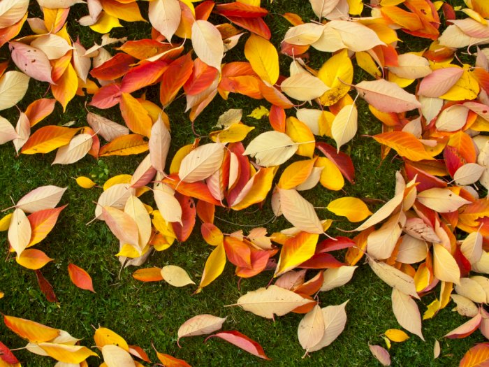 Lirik dan Chord Lagu 'Gugur Bunga', Mengenang Perjuangan Pahlawan di ...