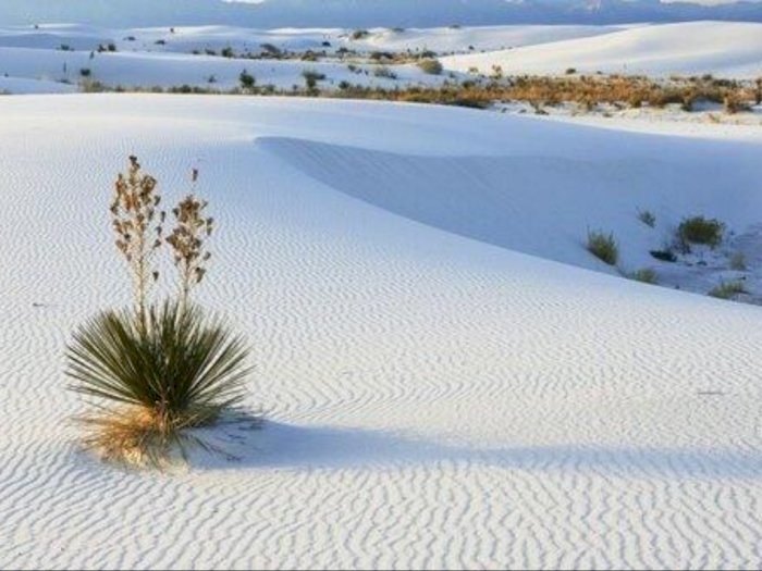 Gurun di Meksiko Ini Punya Pasir Berwarna Putih Bersih yang Cantik ...