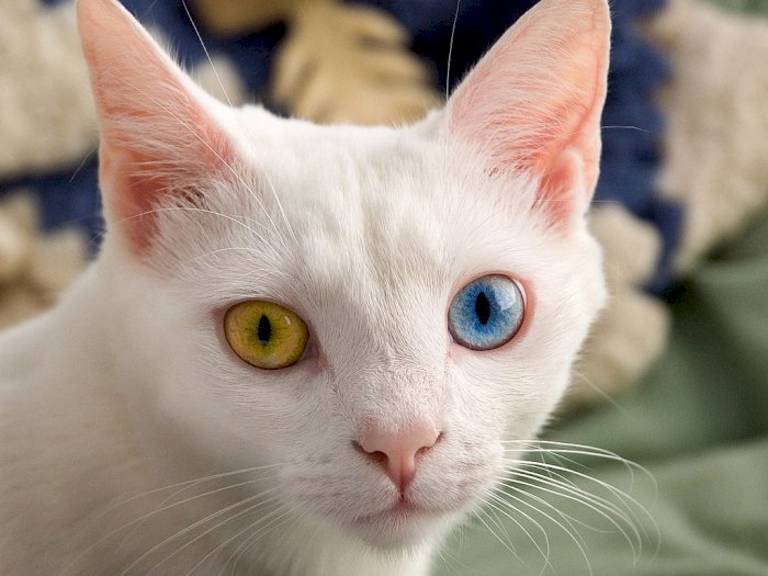 Punya Mata Beda Warna, Ini Fakta Menarik Si Cantik Kucing Odd Eye yang ...