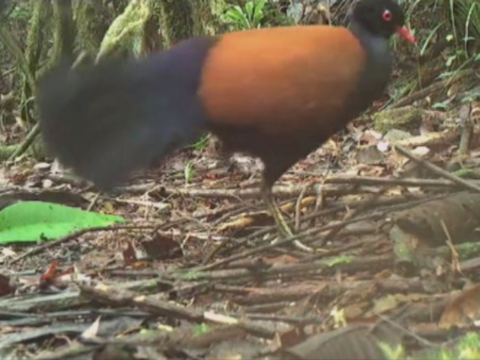 Burung Merpati Hitam