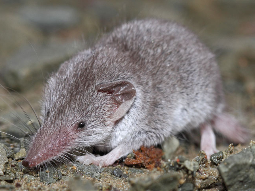 Curut, Hewan Mirip Tikus yang Makan Serangga - Kwikku