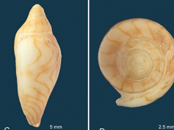 Mengenal Amoria thorae, Spesies Baru dari Moluska yang Berhasil ...